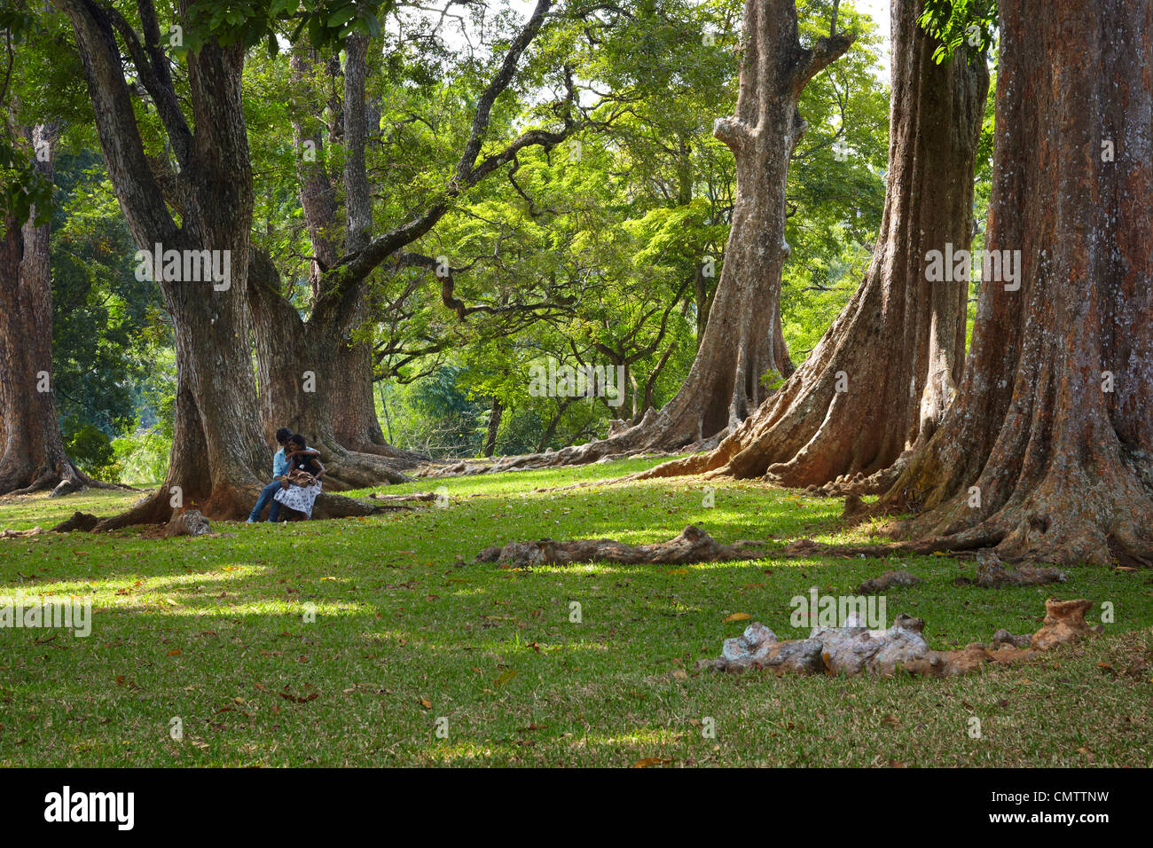 Sri Lanka - Kandy, Peradeniya Botanic Garden Stock Photo - Alamy