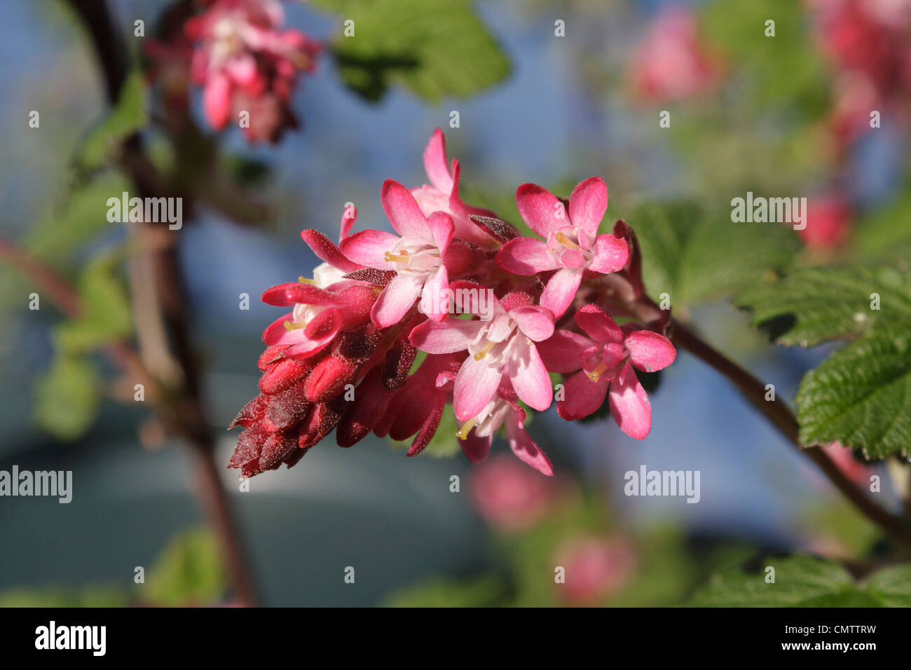 The flowers of Ribes Sanguineum Stock Photo - Alamy
