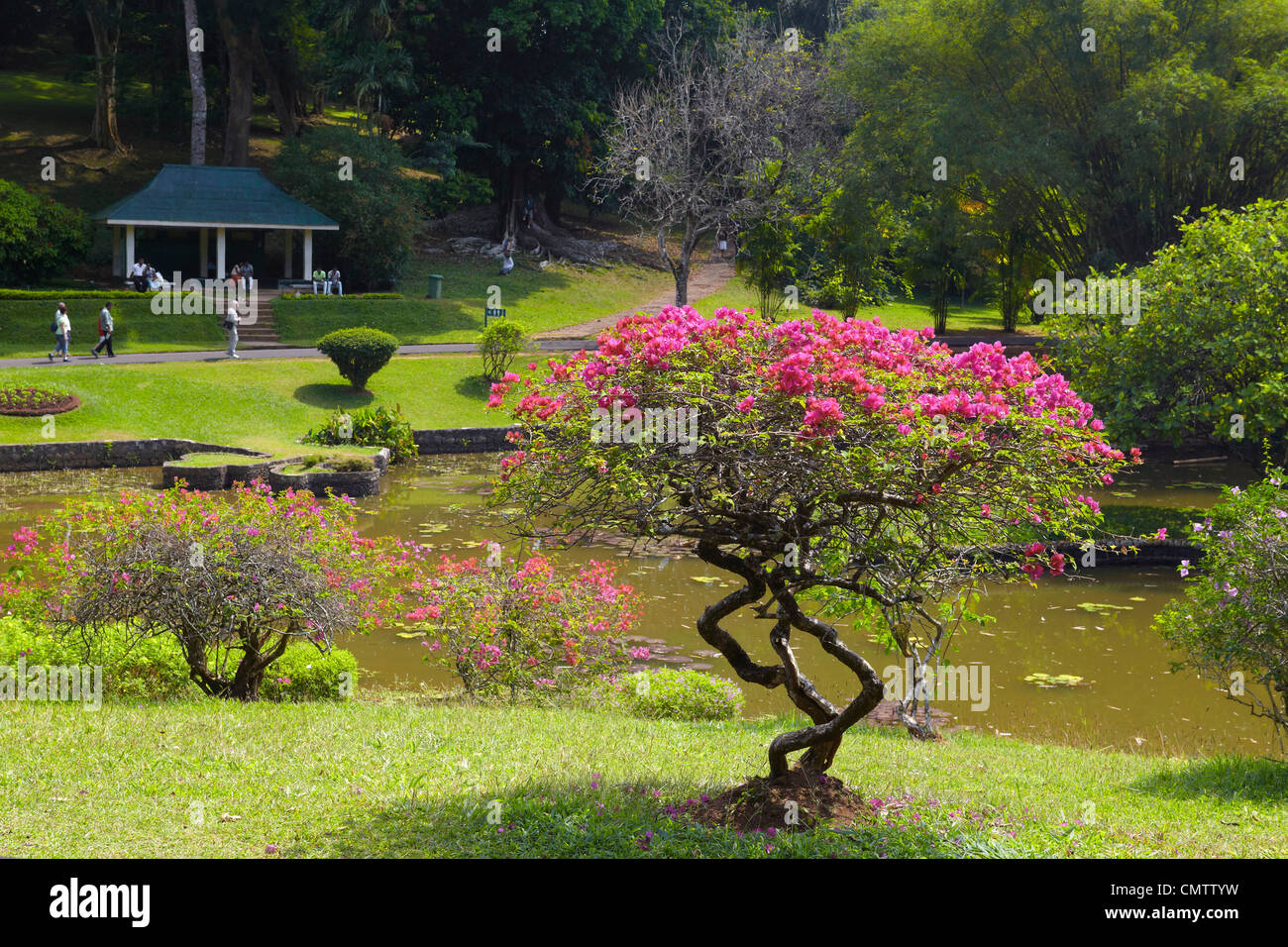 Sri Lanka - Kandy, Peradeniya Botanic Garden Stock Photo - Alamy
