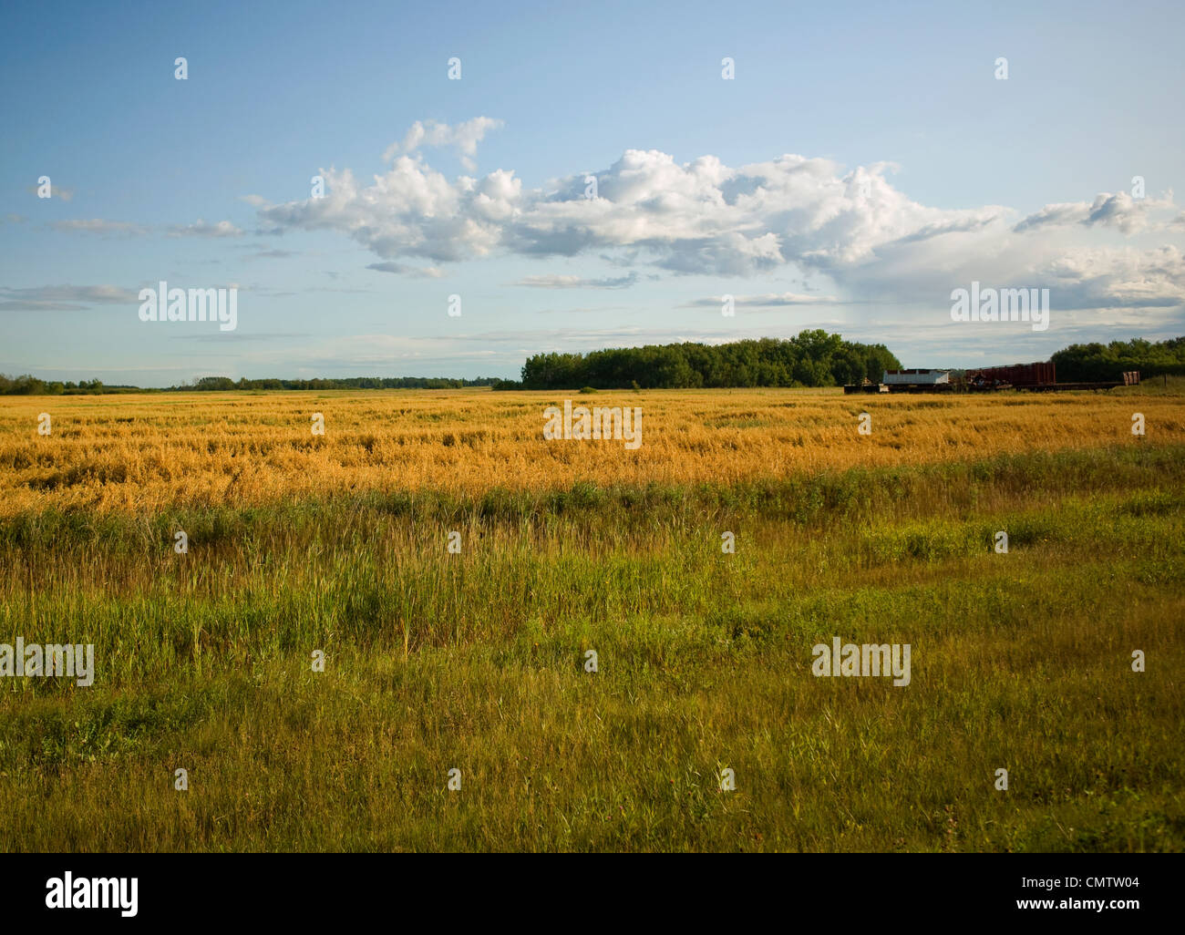 Wheat field under soft clouds, outside of Winnipeg, Manitoba Stock ...