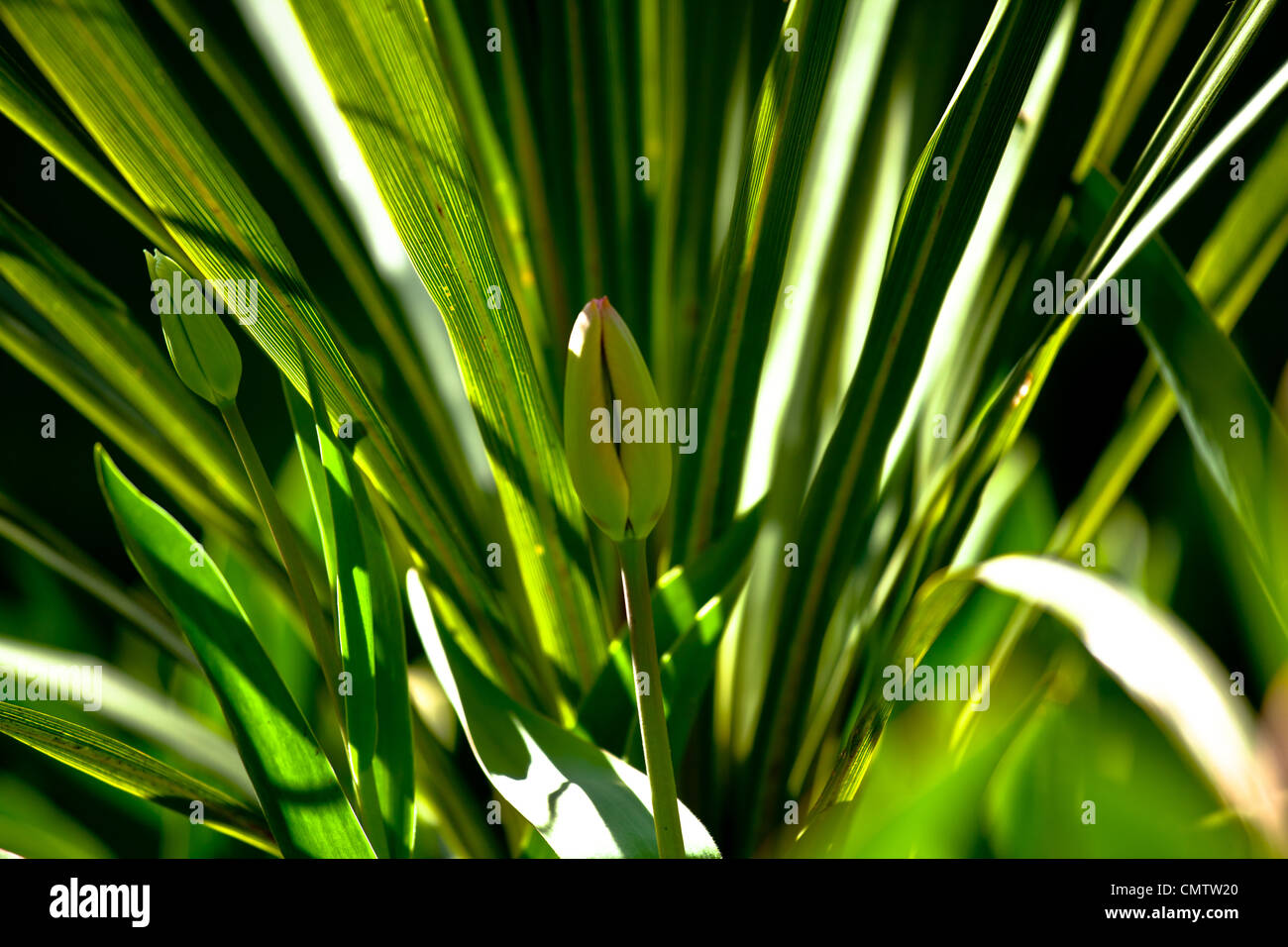 Unopened tulip flower Stock Photo - Alamy