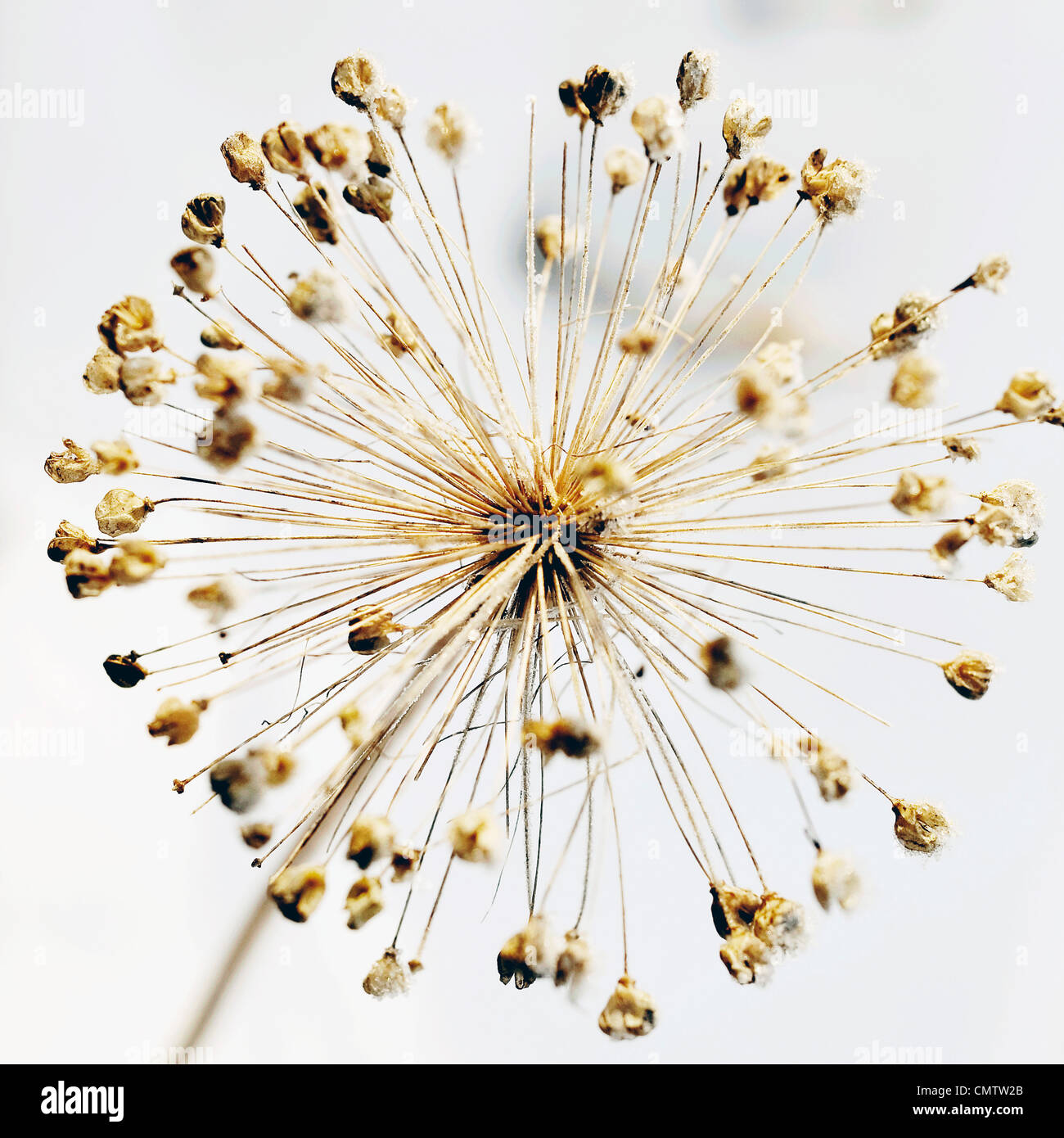 Dandelion Image High Resolution Stock Photography and Images - Alamy