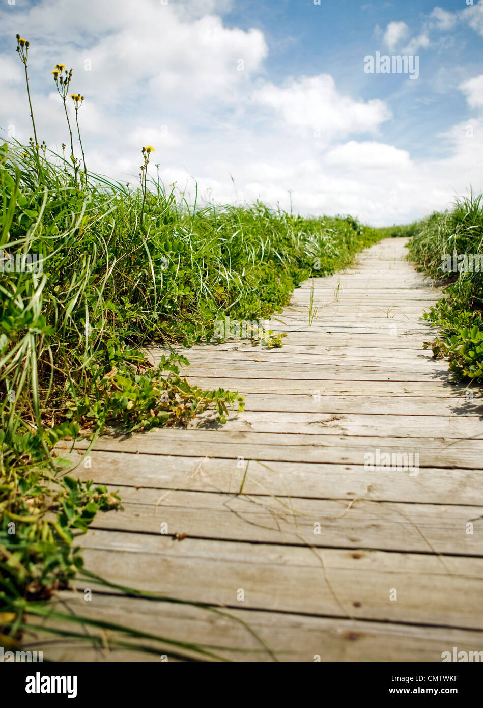Wooden path leading through plants, Lawrencetown Beach, Nova Scotia ...