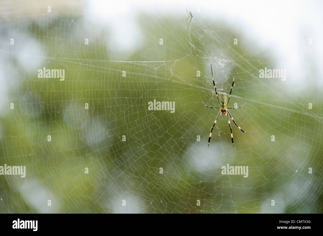 Female of a Golden silk orb-weaver spider, Nephila clavata on its net ...