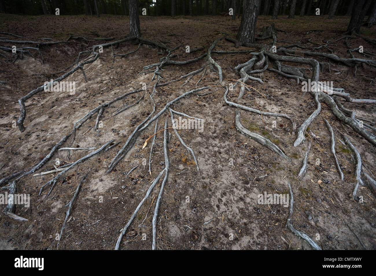 Tree root system horizontal hi-res stock photography and images - Alamy