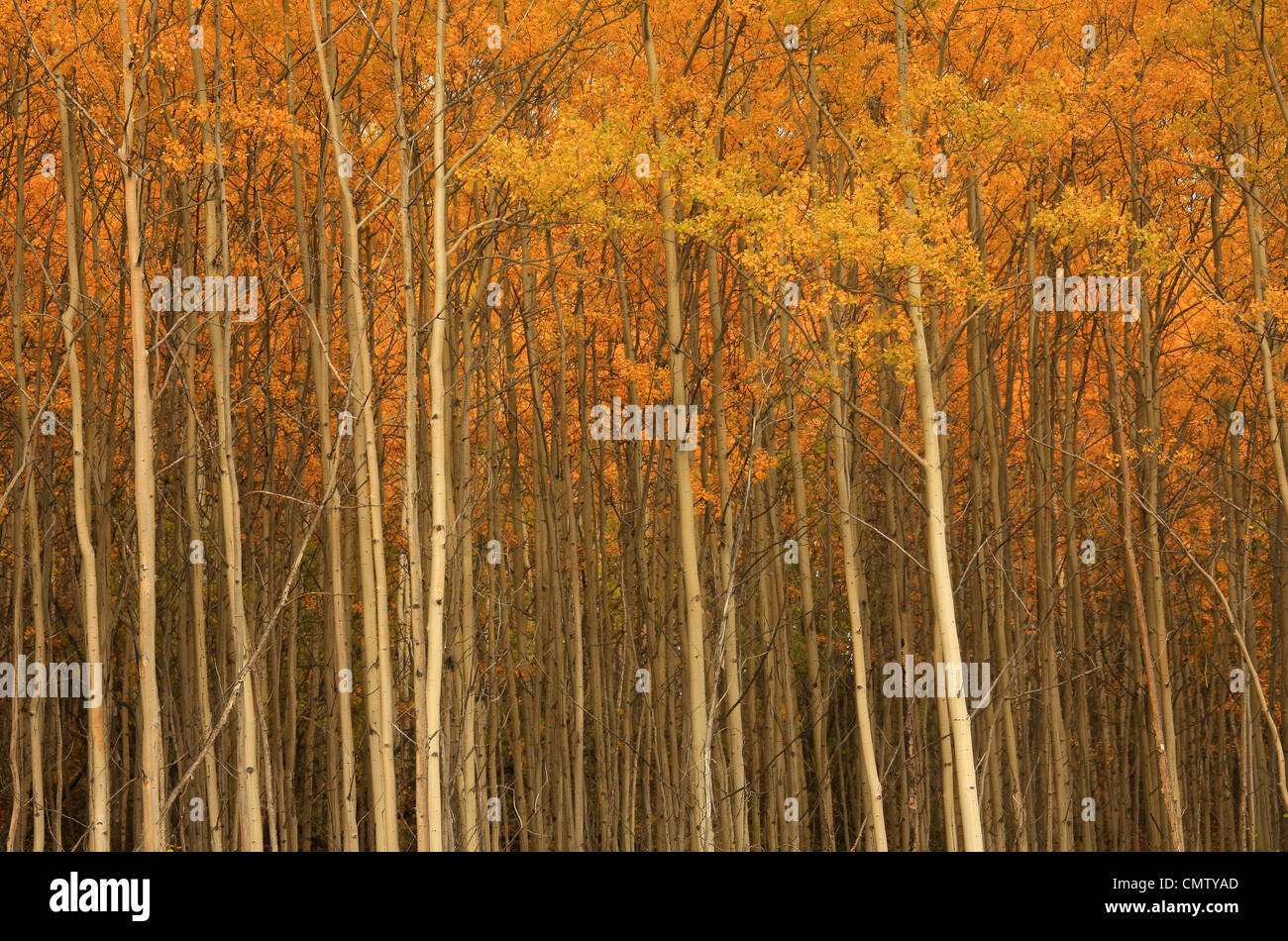 Poplar forest in autumn, Teslin, Yukon Stock Photo - Alamy