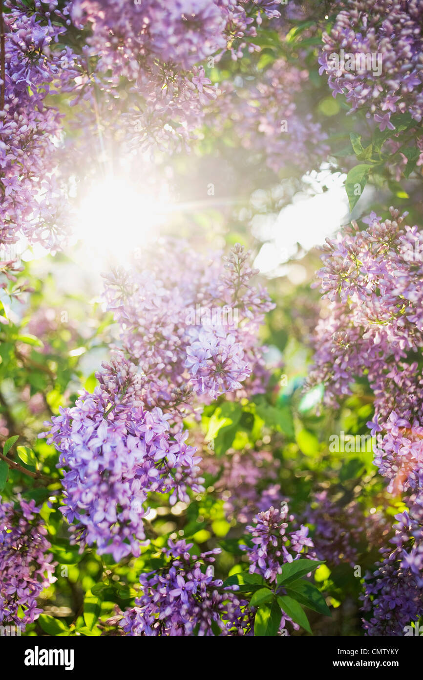 The lilac tree hi-res stock photography and images - Alamy