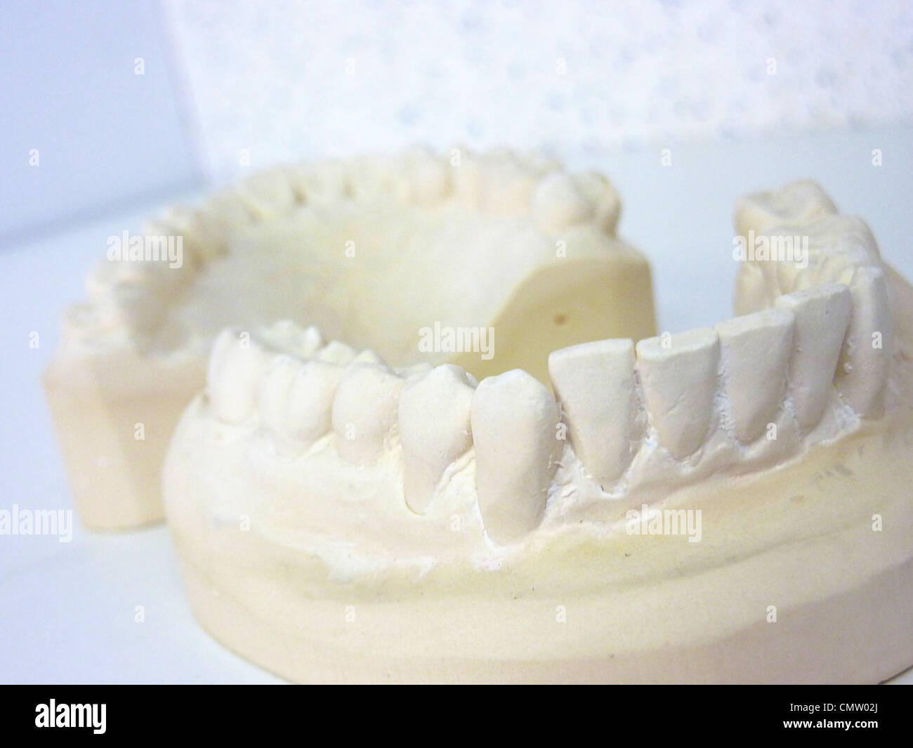 Two plaster teeth, one upper and one lower, next to each other, on a ...