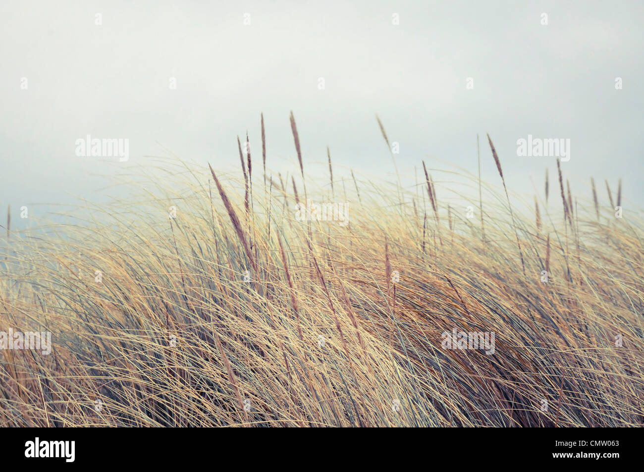 Reed blowing in wind hi-res stock photography and images - Alamy