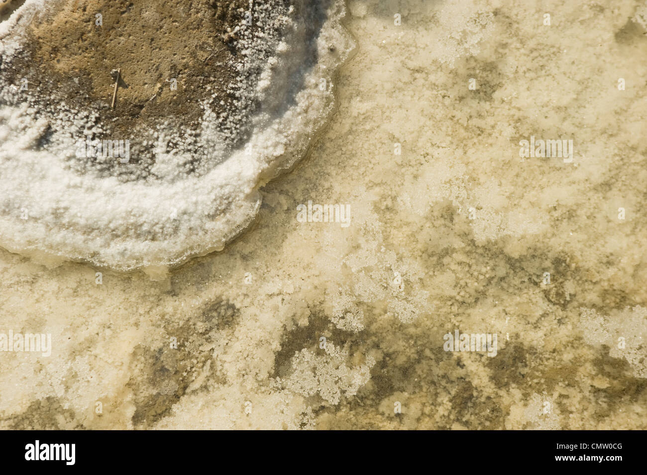 Salty forest hi-res stock photography and images - Alamy