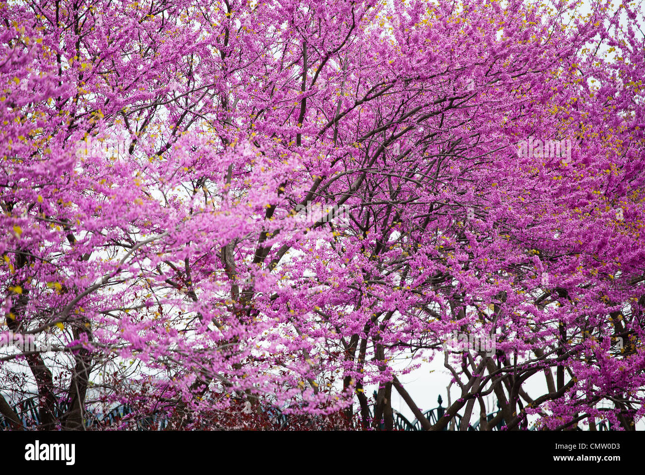 Redbud Leaf High Resolution Stock Photography and Images - Alamy