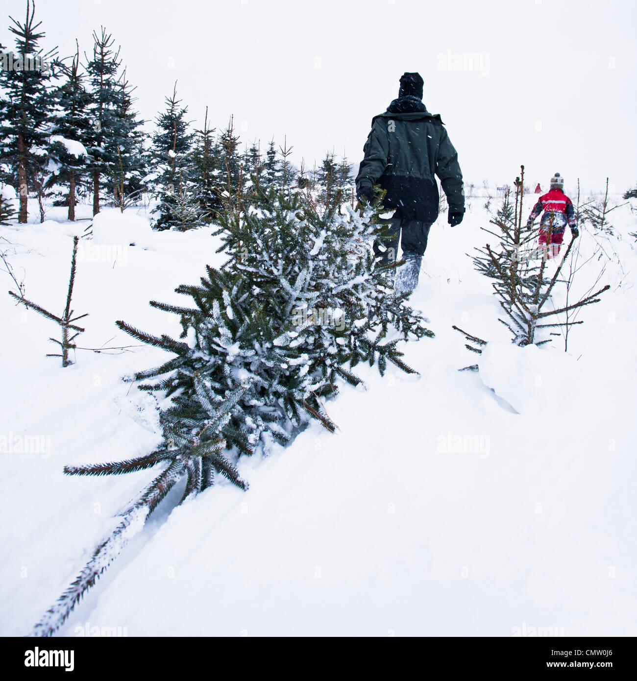Traditional Christmas Tree Stock Photos & Traditional Christmas Tree ...