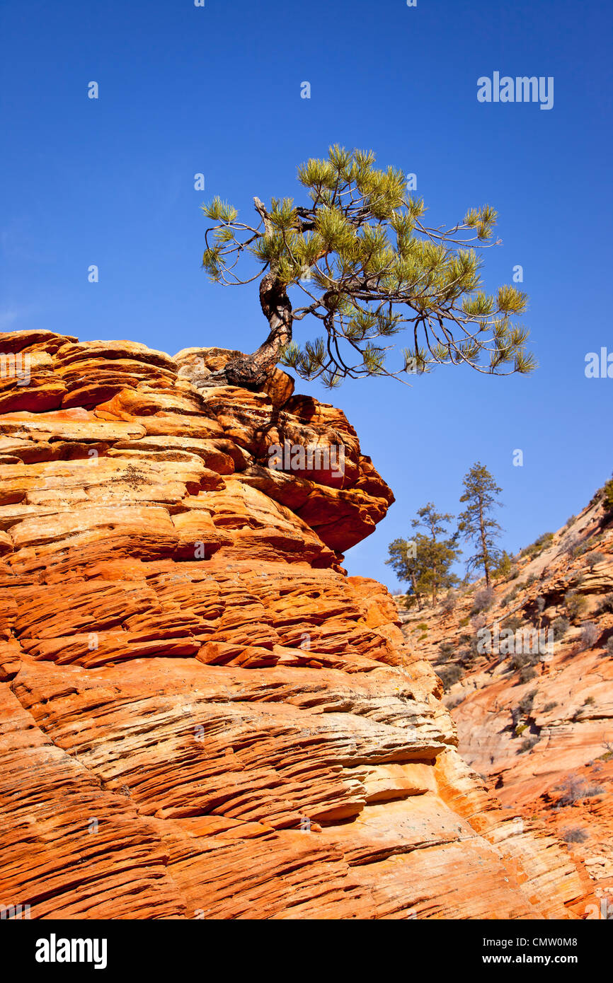 A very determined Pinion Pine Tree growing from the top of a sandstone ...