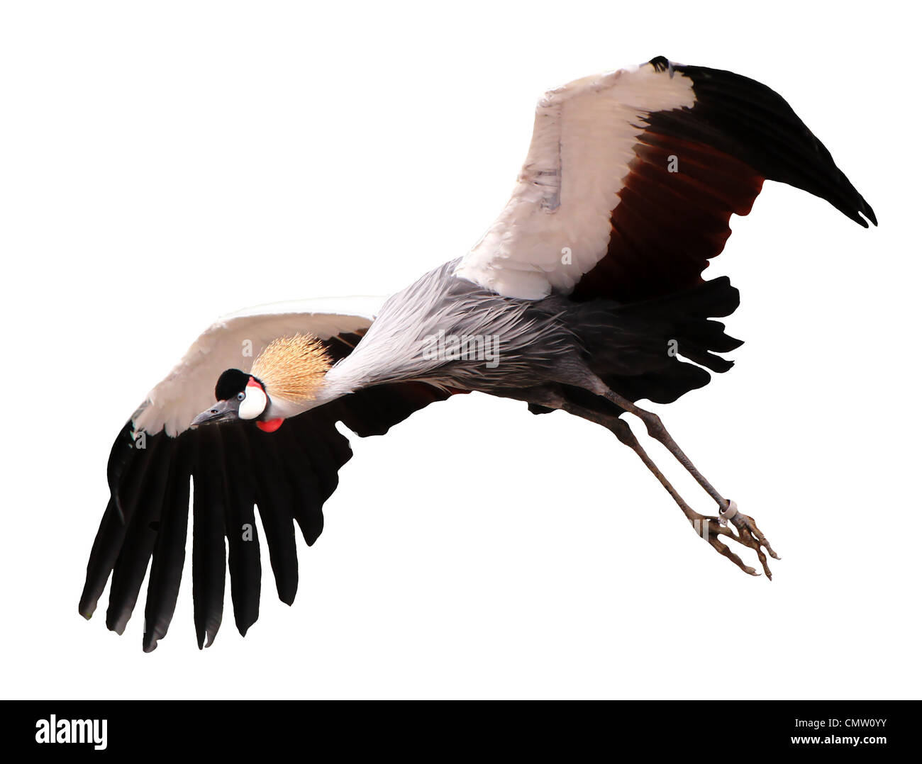 Beautiful royal crane isolated and flying Stock Photo - Alamy