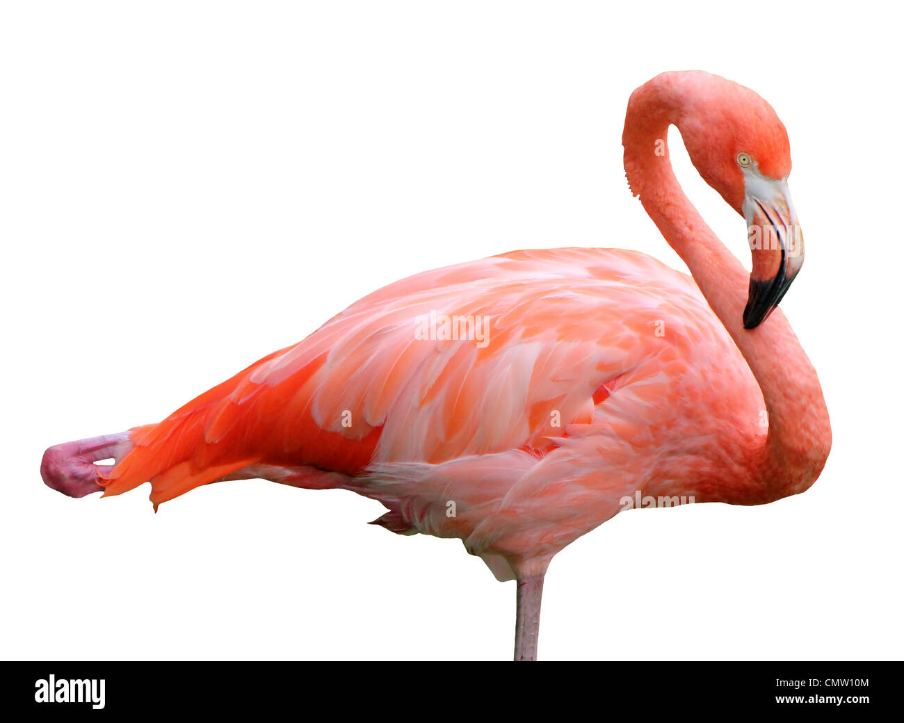 Isolated pink flamingo standing on one foot Stock Photo - Alamy