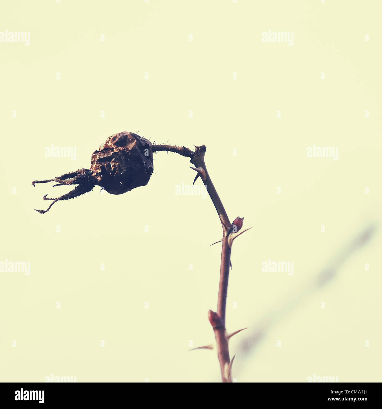 Sweet Brier High Resolution Stock Photography and Images - Alamy