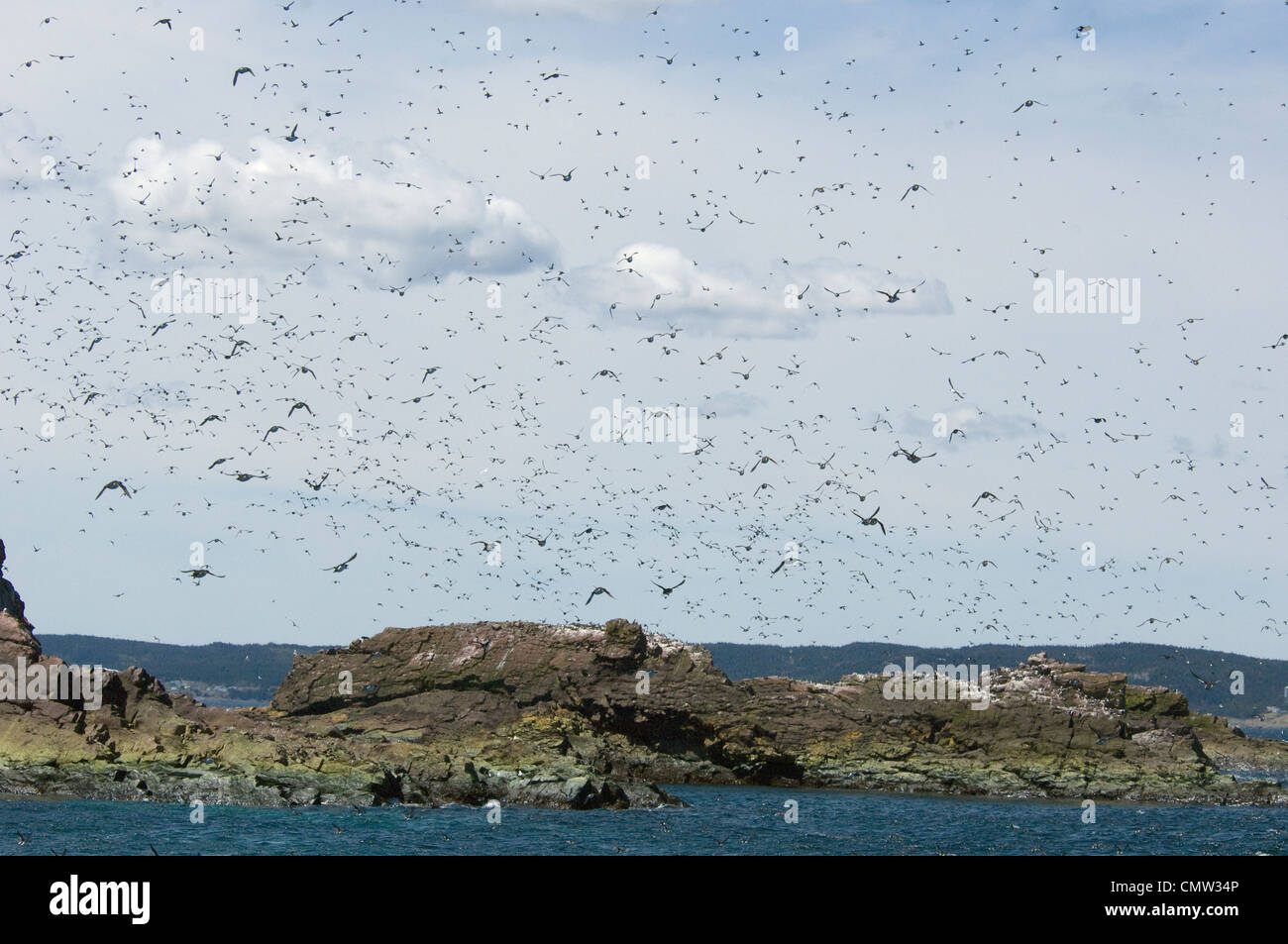 Witless bay ecological reserve hi-res stock photography and images - Alamy