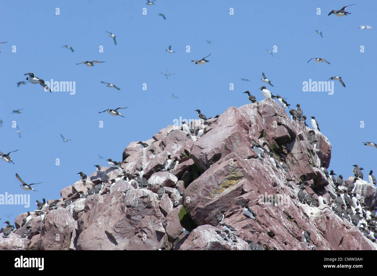 Witless bay ecological reserve hi-res stock photography and images - Alamy