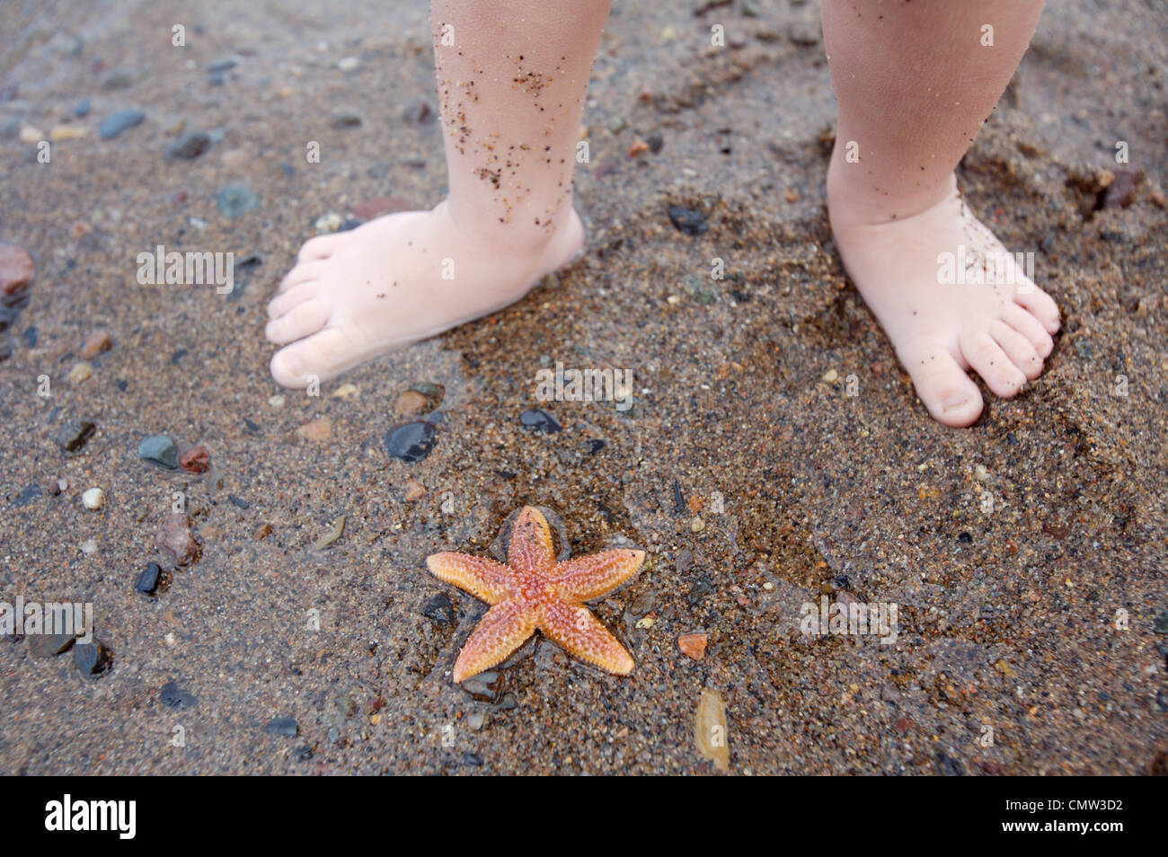 Starfish feet sand hi-res stock photography and images - Alamy