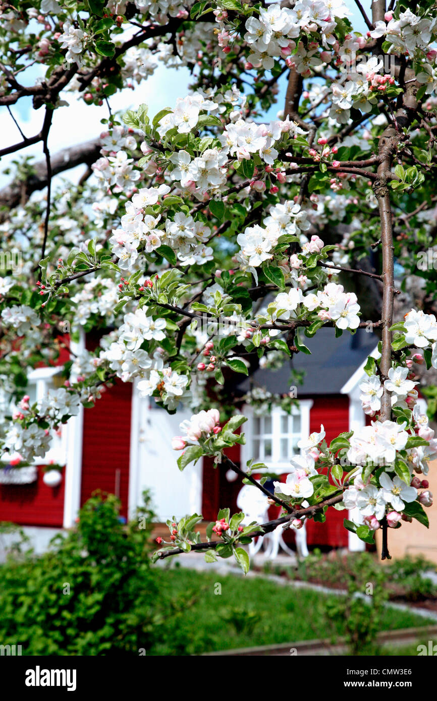 Apple Tree Blossom High Resolution Stock Photography and Images - Alamy