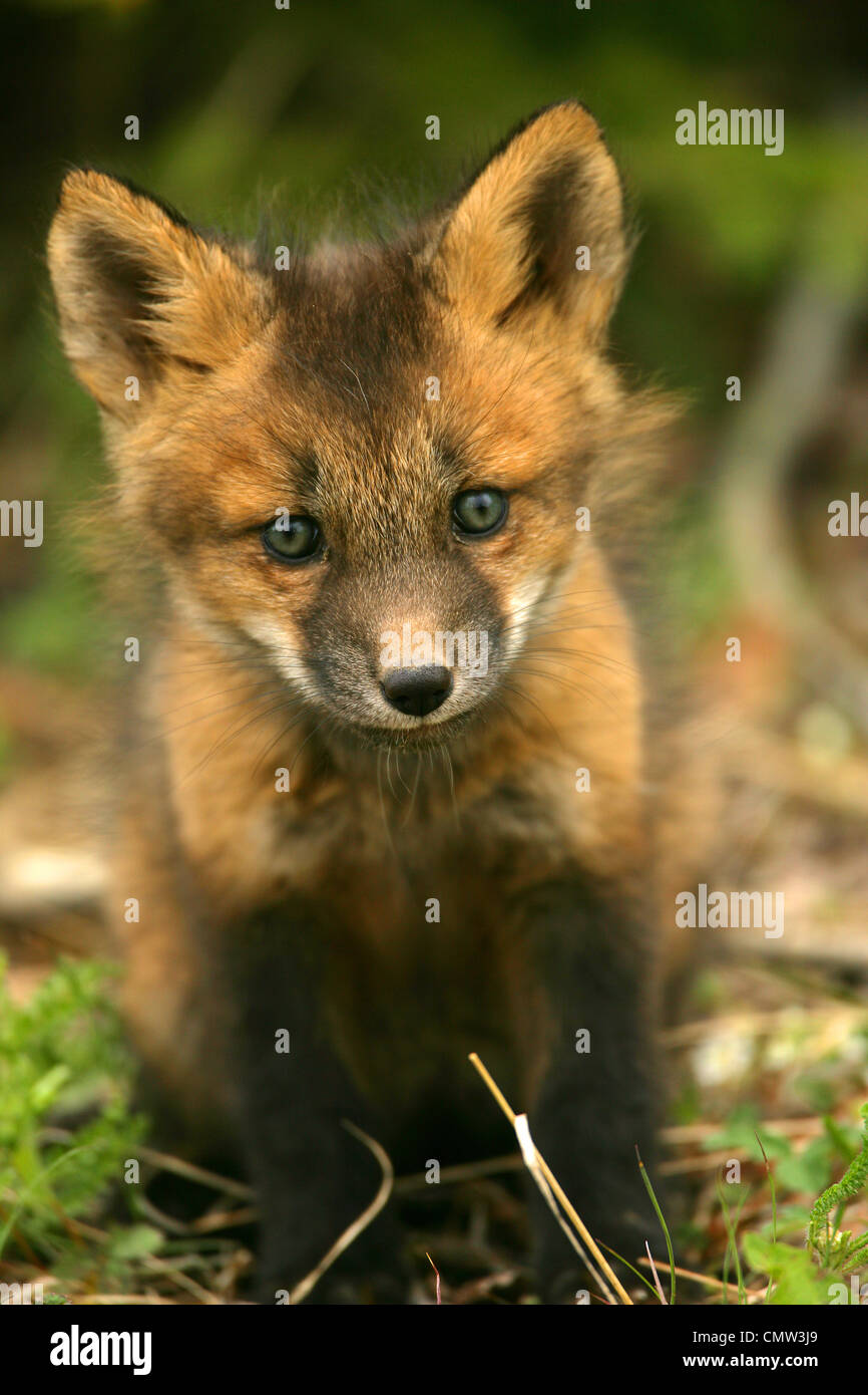 Young Fox, Teslin, Yukon Stock Photo - Alamy