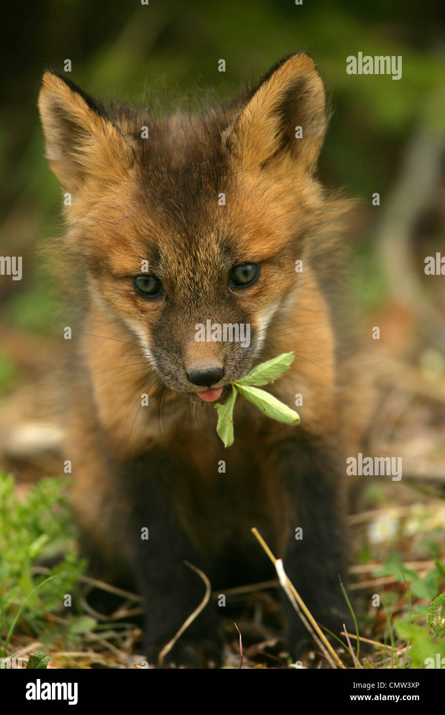 Leaf chewing hi-res stock photography and images - Alamy