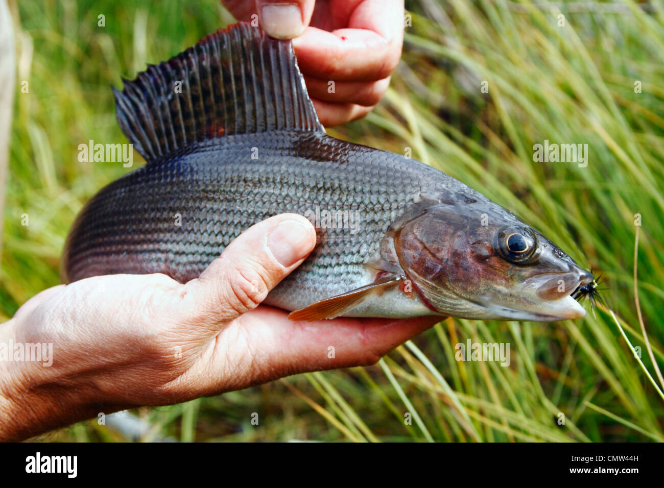 Doctor report card hi-res stock photography and images - Alamy