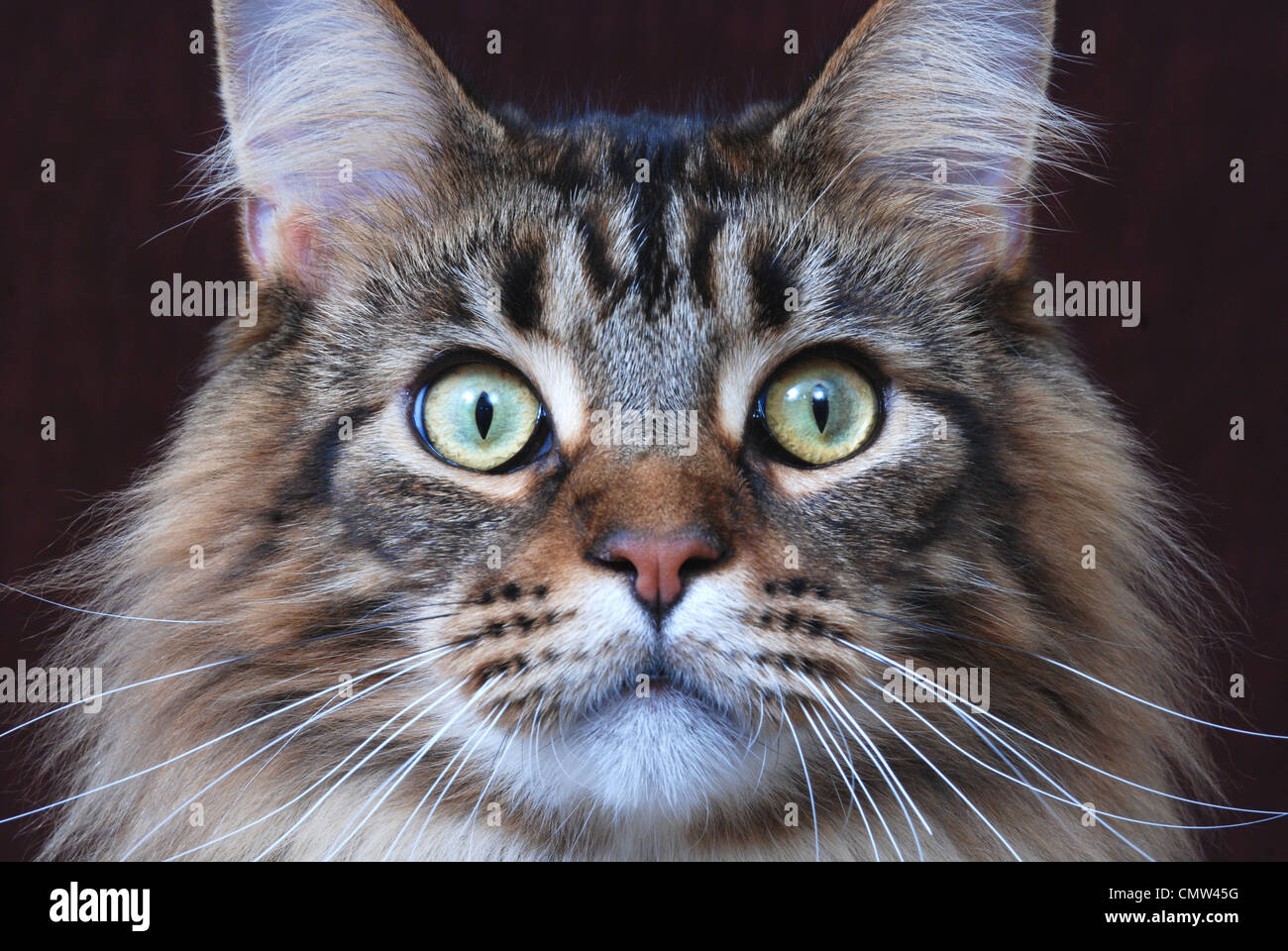 Maine Coon, classic brown tabby color Stock Photo - Alamy