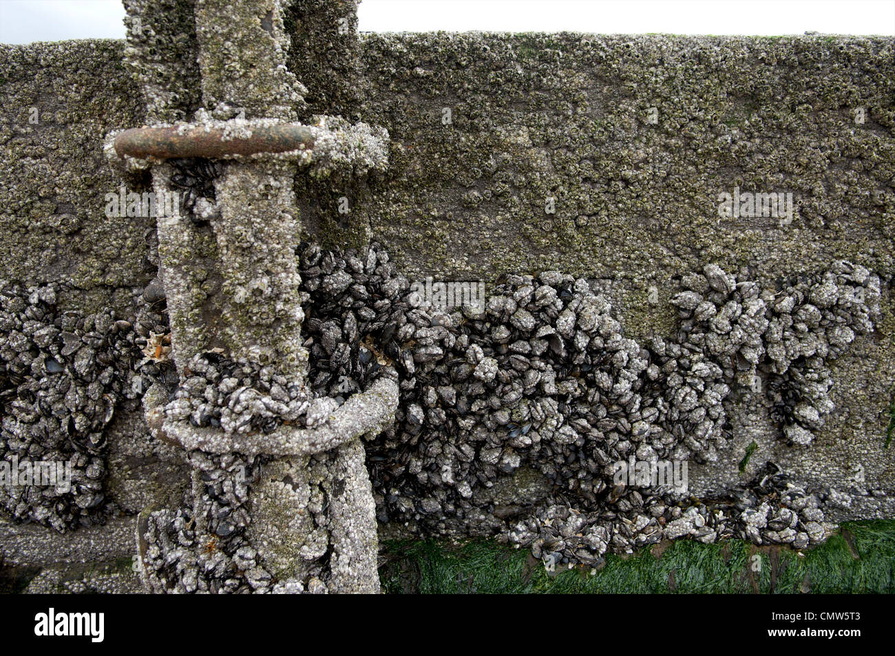Mussel shells and barnacles growing on breakwater Stock Photo - Alamy