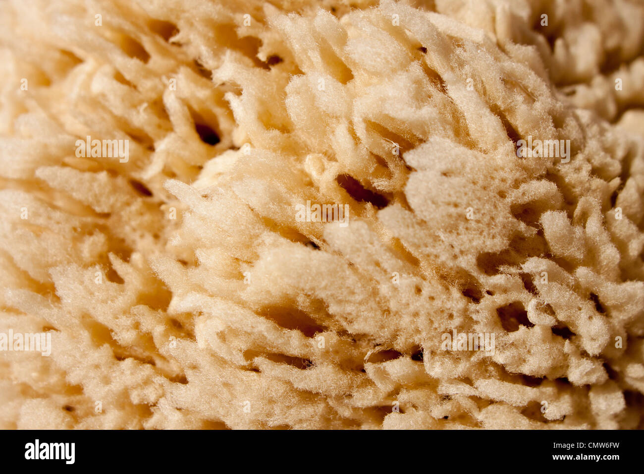 Greek Natural sponge Stock Photo - Alamy