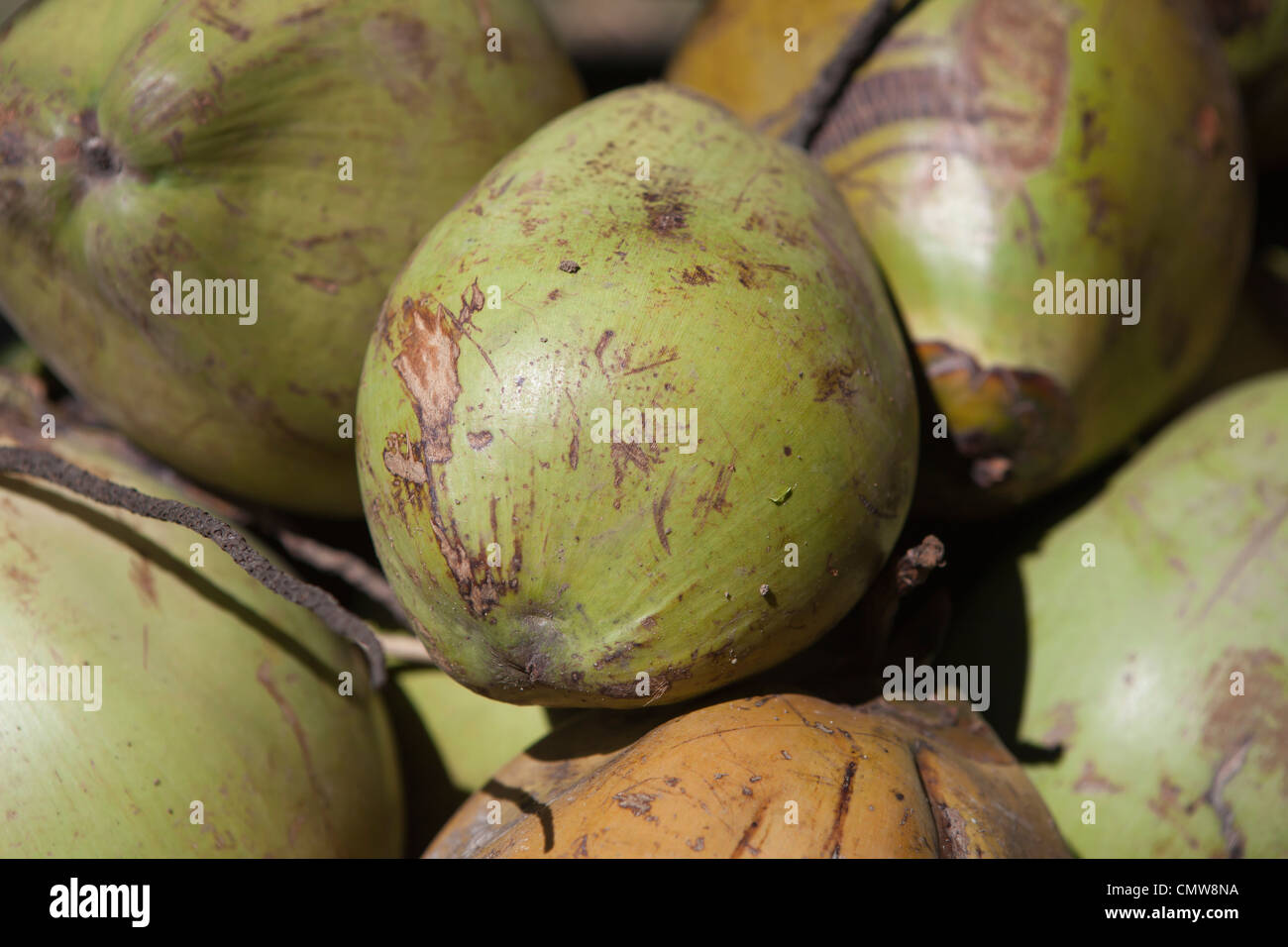 Pile of Coconuts Stock Photo - Alamy