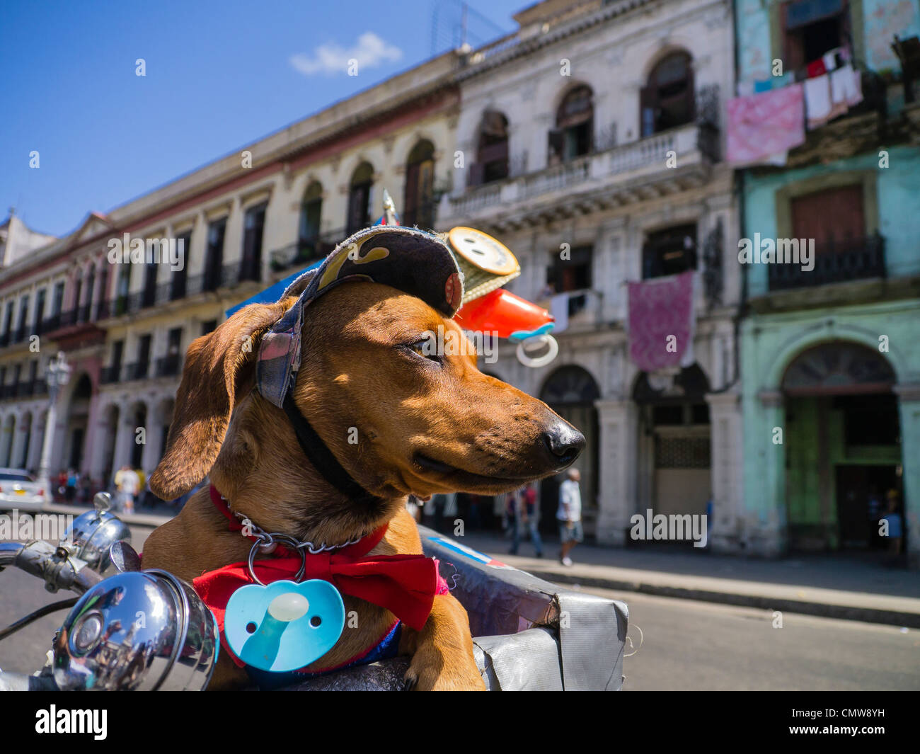 A dachshund dog is dressed up in a hat, binky and red bow tie as an ...