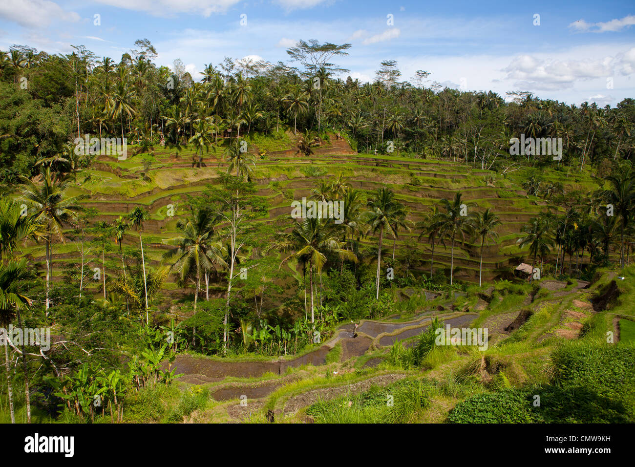Rice Terraces in Bali,Indonesia Stock Photo - Alamy