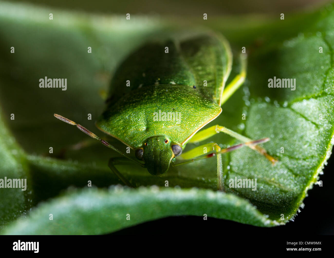 Nezara viridula, southern green stink bug or green vegetable bug, a ...