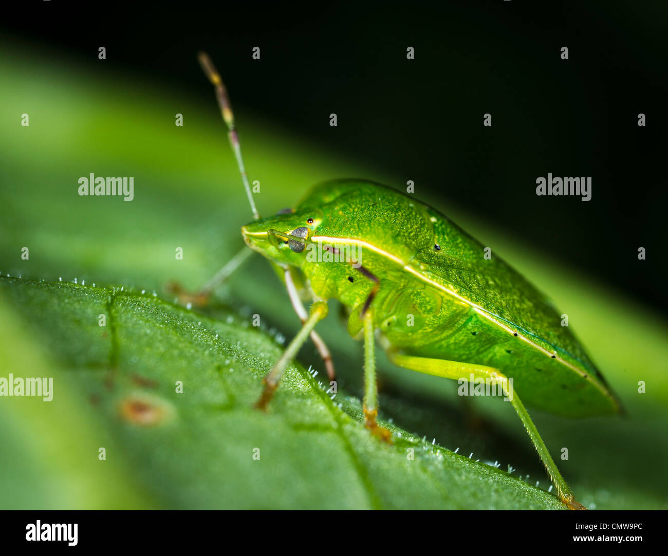 Nezara viridula, southern green stink bug or green vegetable bug, a ...