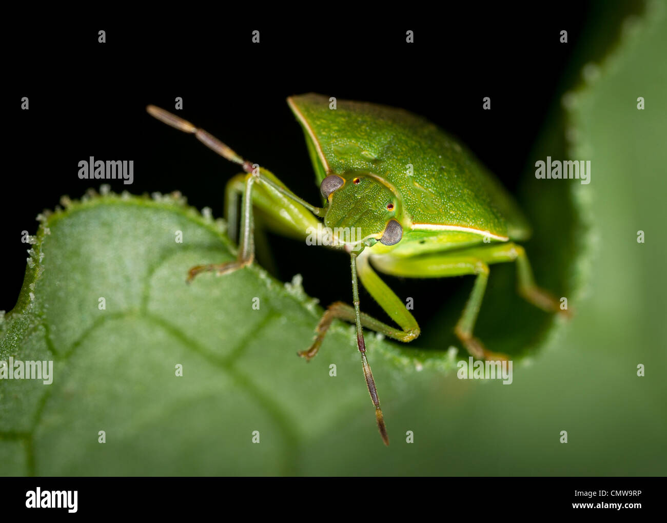 Green Vegetable Bug High Resolution Stock Photography and Images - Alamy