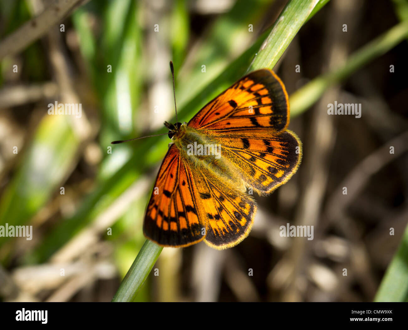 Common copper new zealand hi-res stock photography and images - Alamy