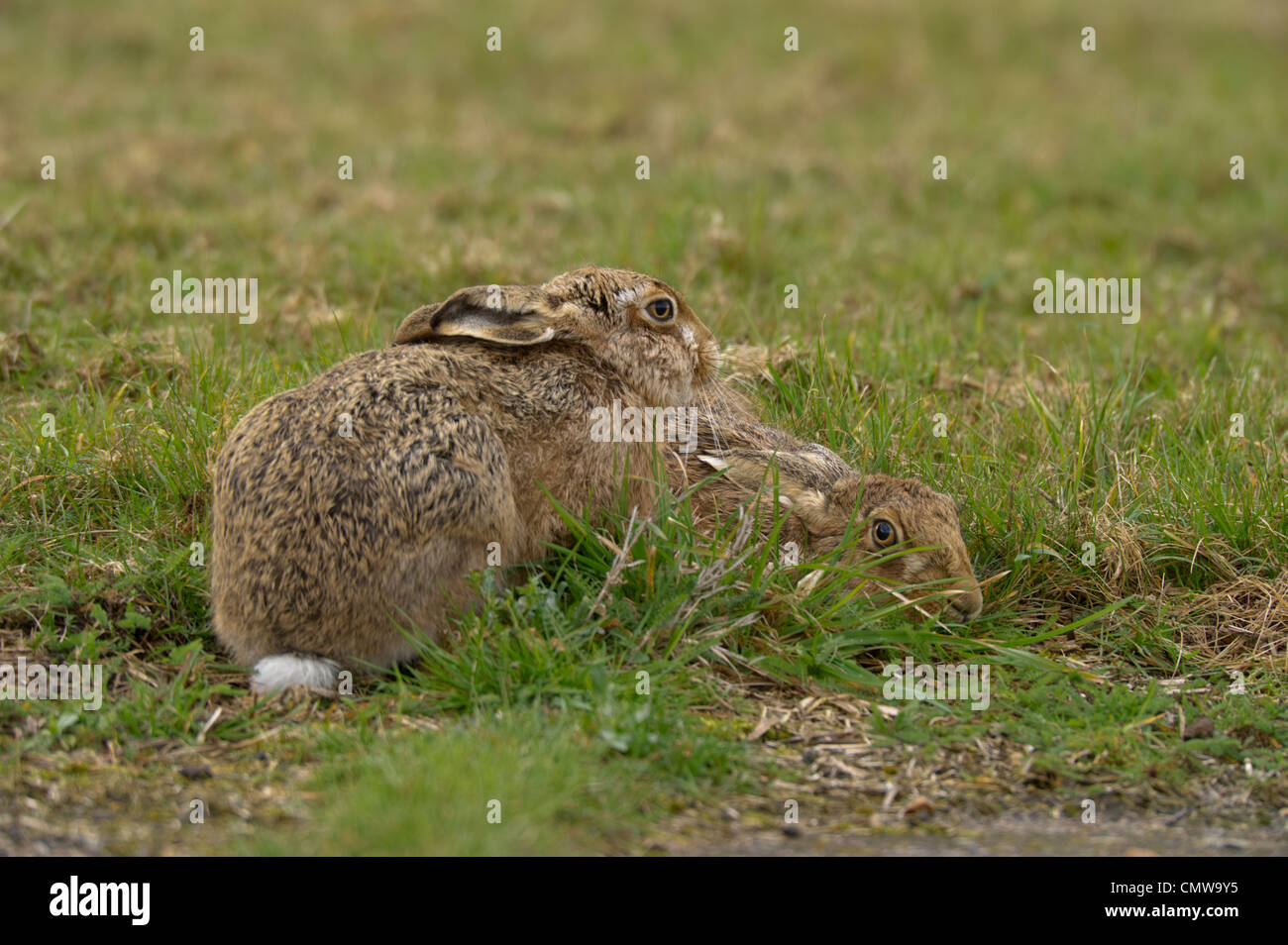 Lying down hare hi-res stock photography and images - Alamy