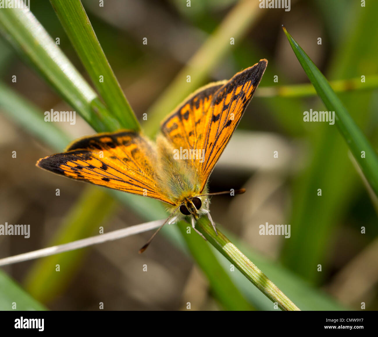 New Zealand common copper butterfly (Lycaena salustius; Pepe Para Riki ...