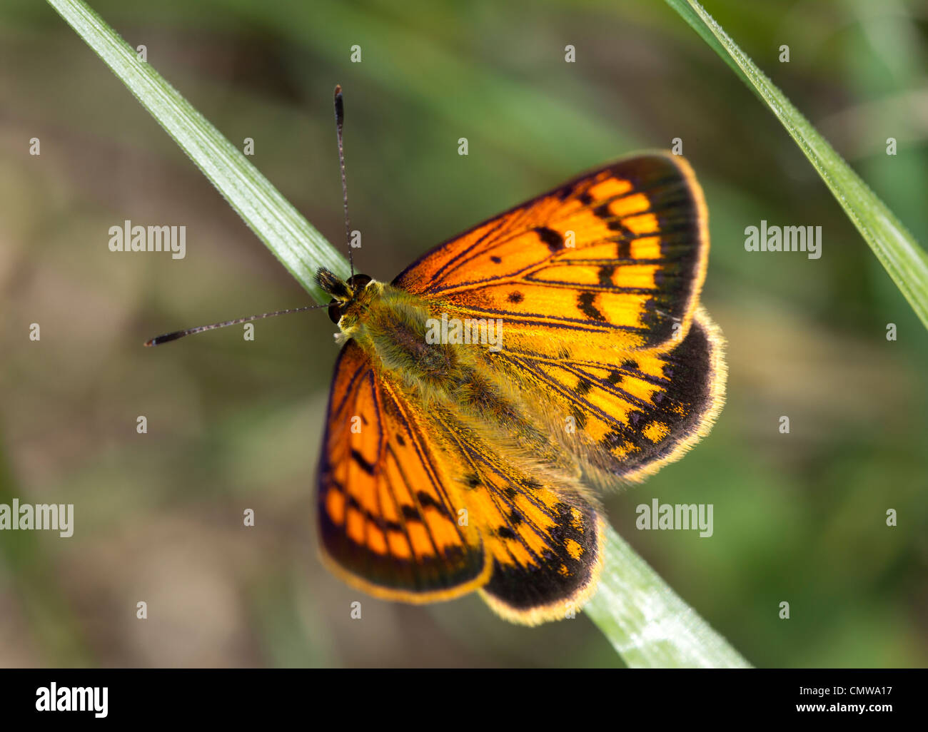 Common copper new zealand hi-res stock photography and images - Alamy