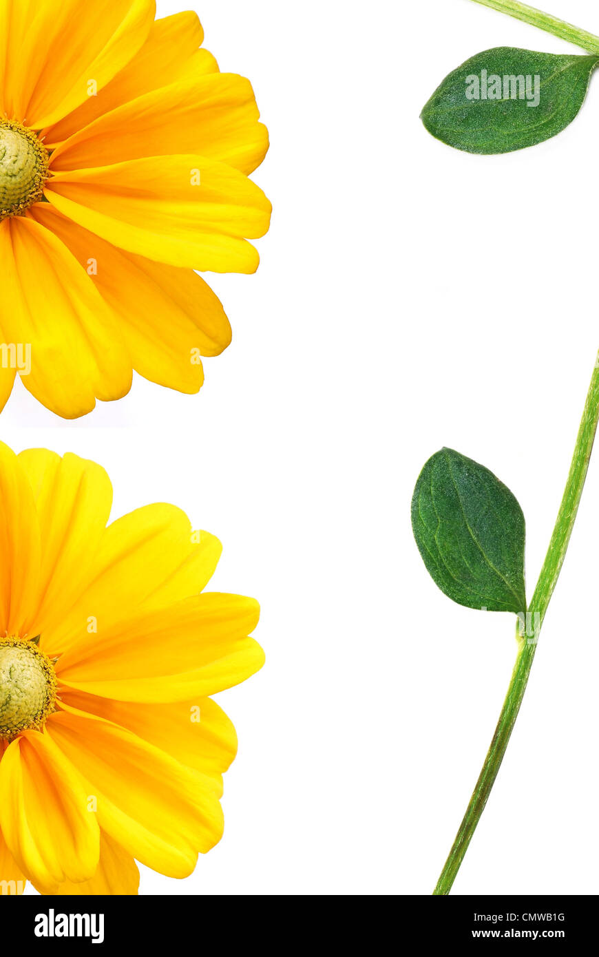 Sunflower pattern hi-res stock photography and images - Alamy