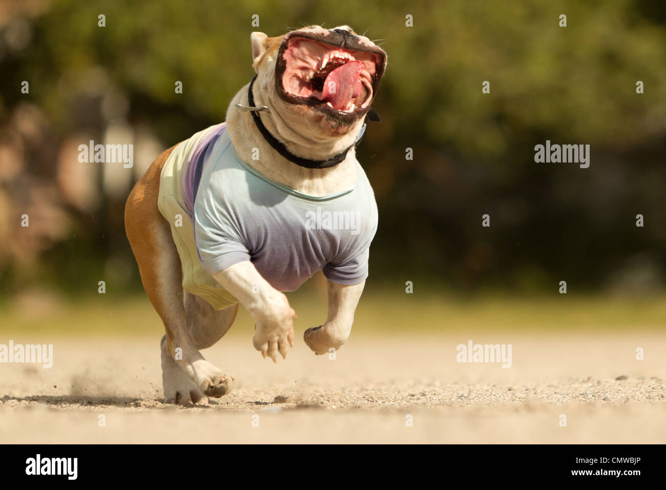 Jumping english bulldog hi-res stock photography and images - Alamy