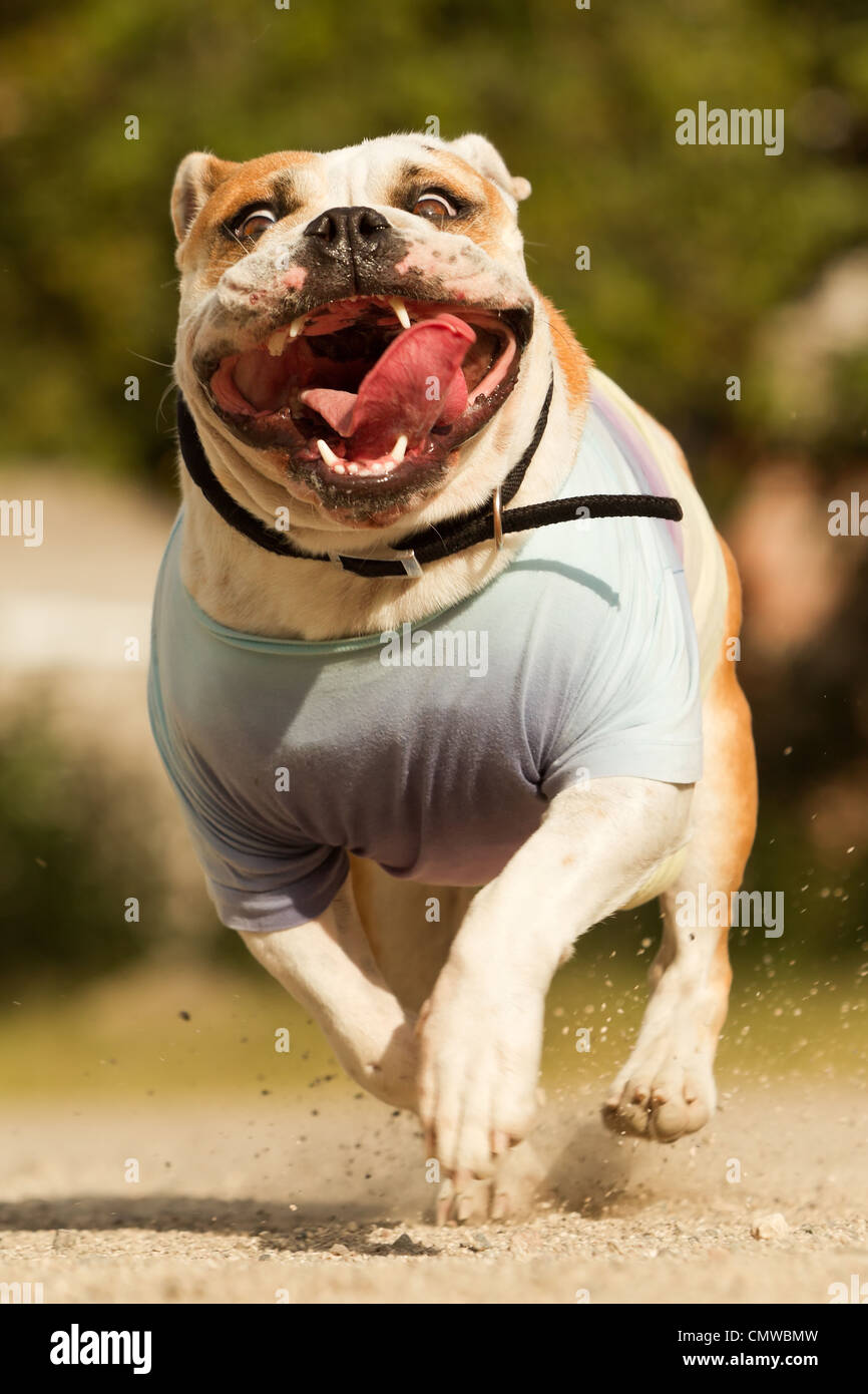 English Bulldog Captured While Run At Maximum Speed Stock Photo - Alamy