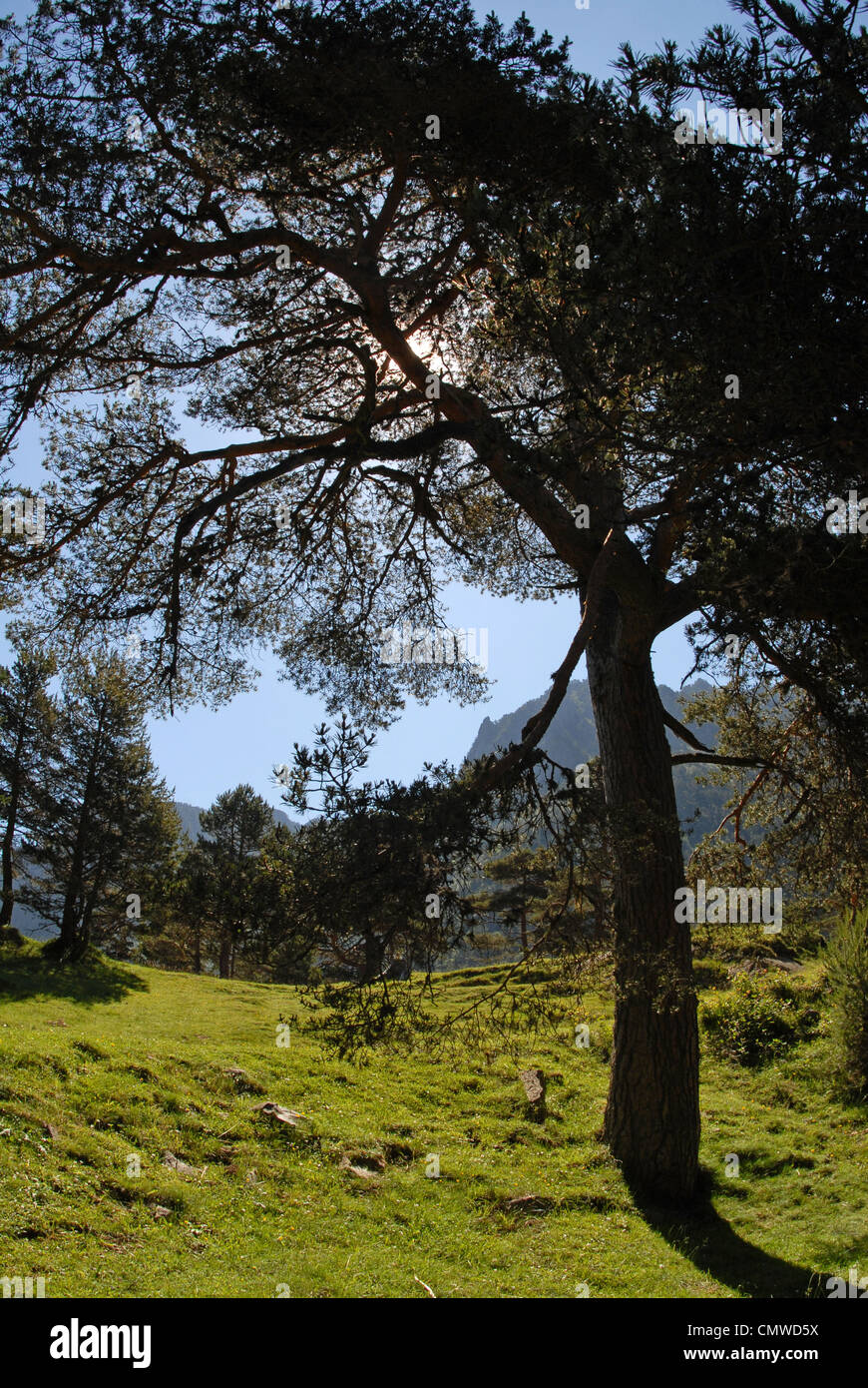 View in the Pyranees mountains Stock Photo - Alamy