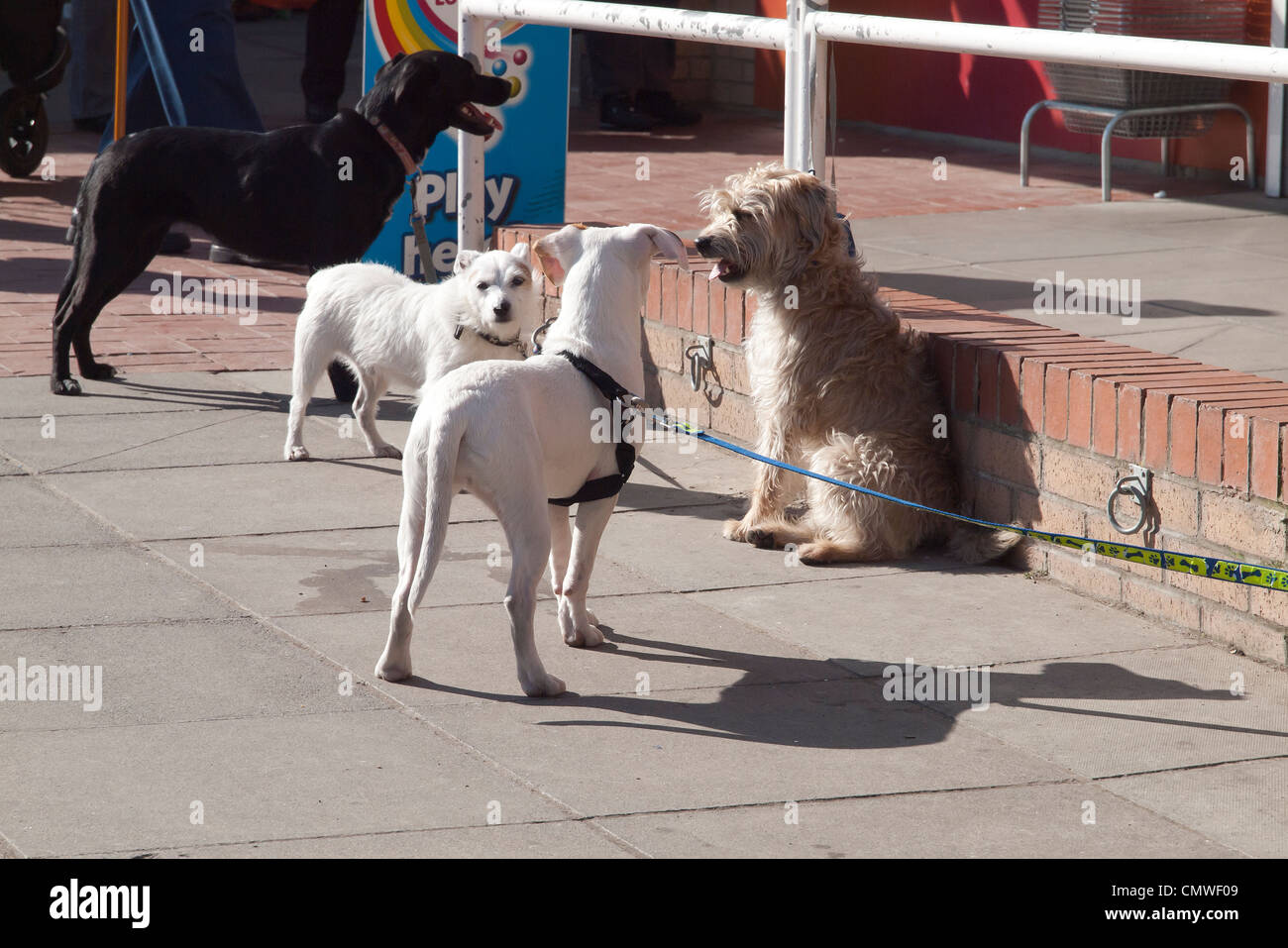 Four dogs tethered outside a supermarket waiting for their owners to ...