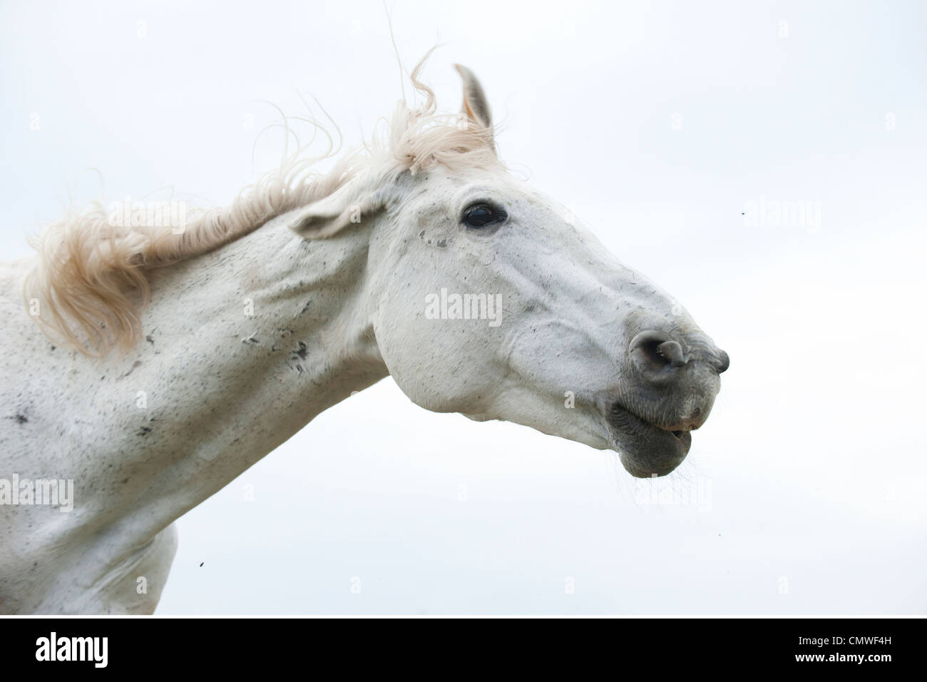 Shake head hi-res stock photography and images - Alamy
