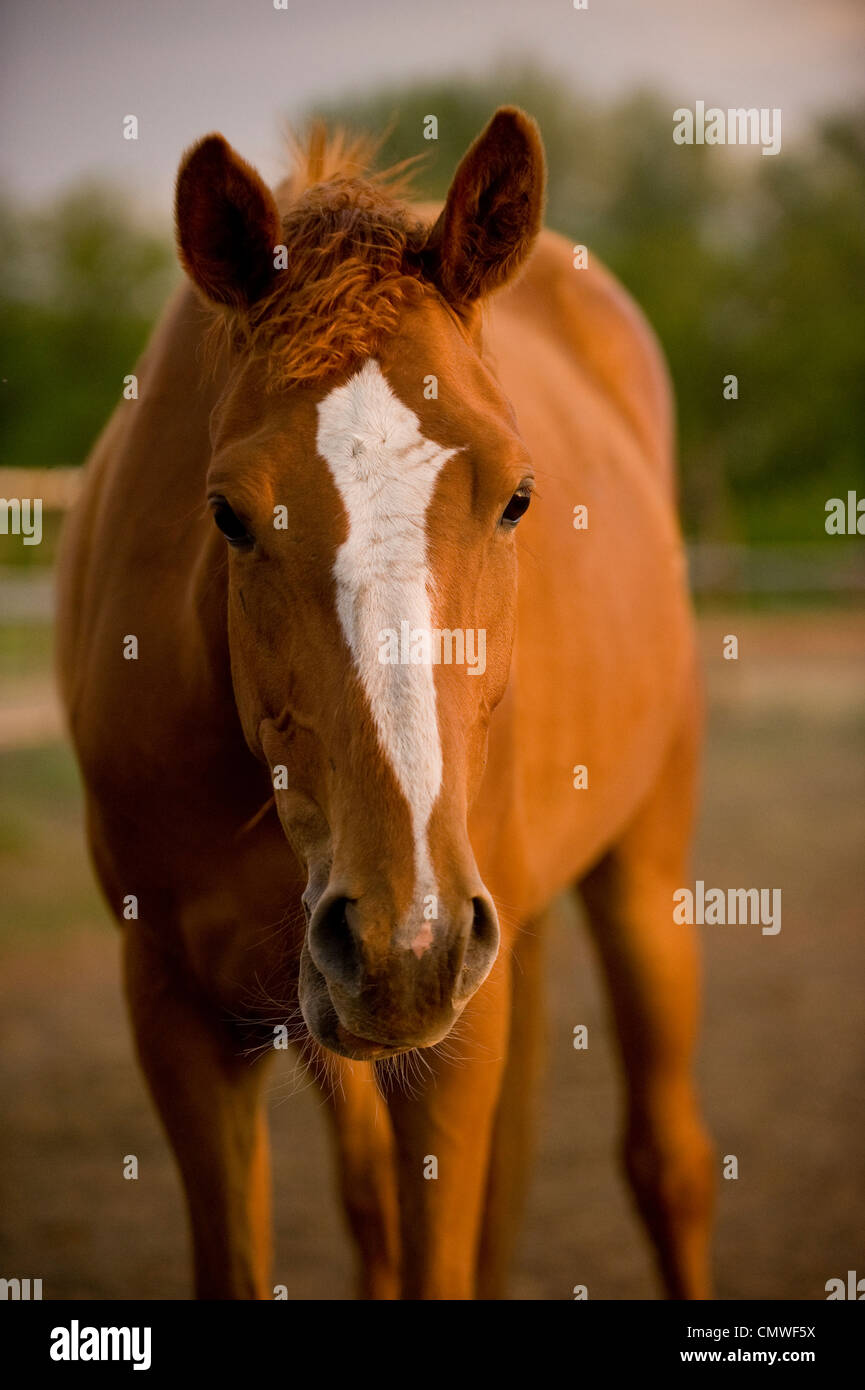 Horse colt hi-res stock photography and images - Alamy