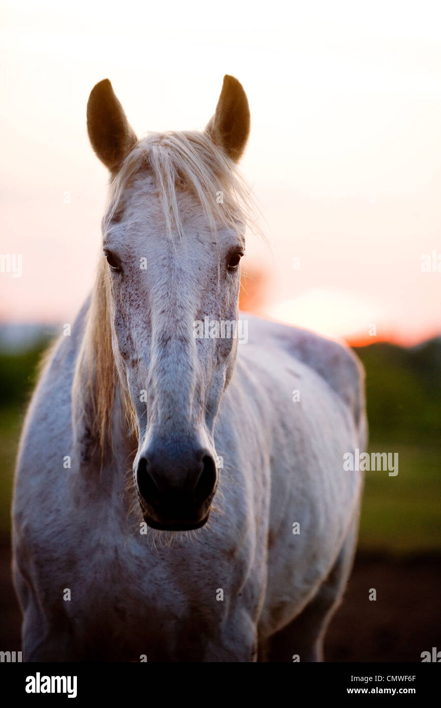 White rasta hi-res stock photography and images - Alamy