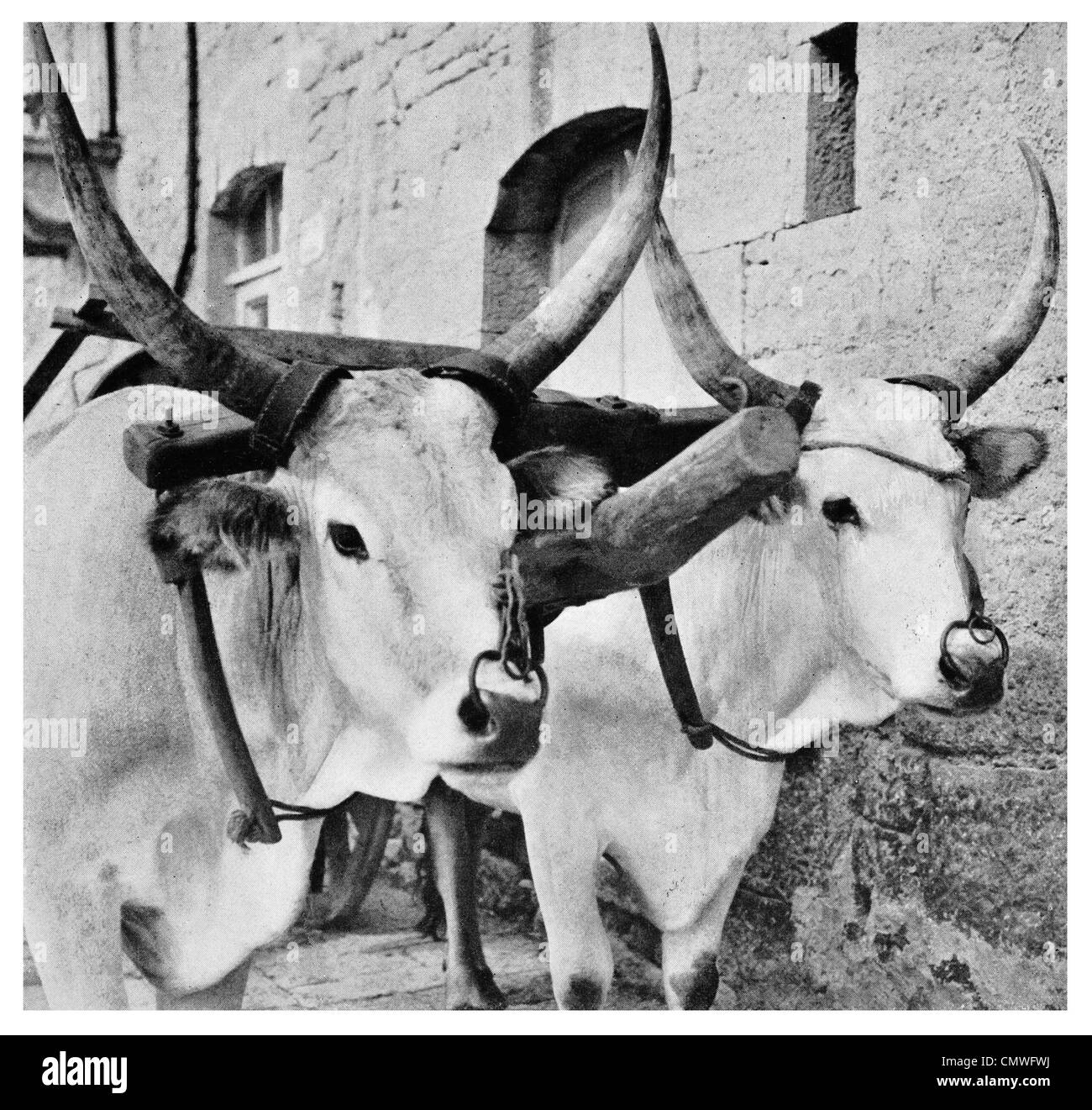 1925 Draft Oxen Republic of San Marino Stock Photo - Alamy
