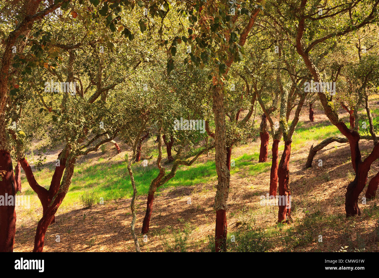 Young Oak Tree Pattern Stock Photo - Alamy